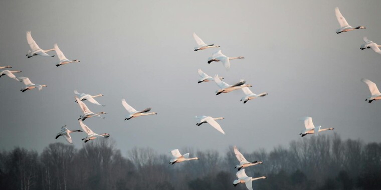 Join the We Love Birds Photo Contest and win Canon 75-300mm Lens ...
